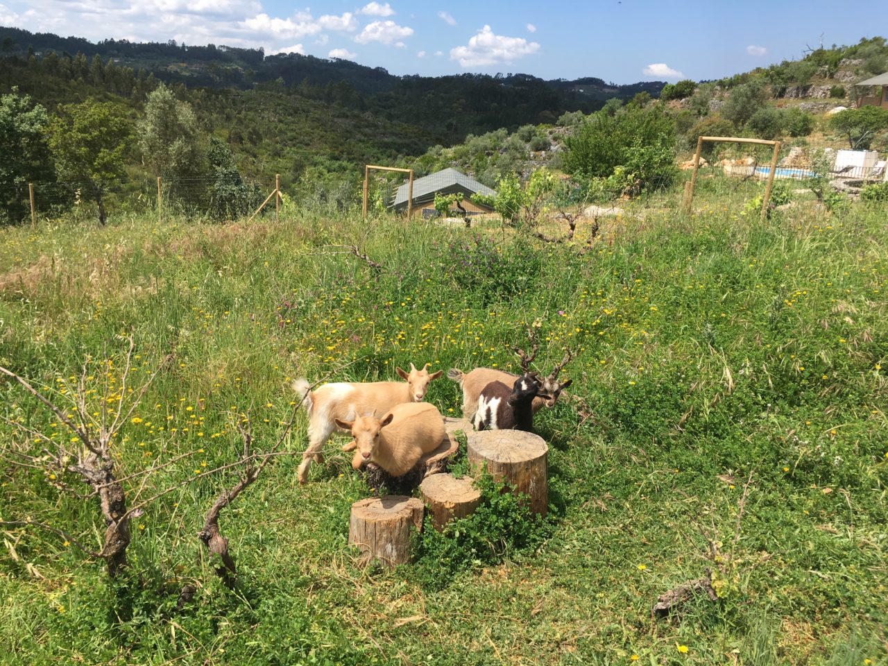 Oliveira – B&B Quinta Vida Verde